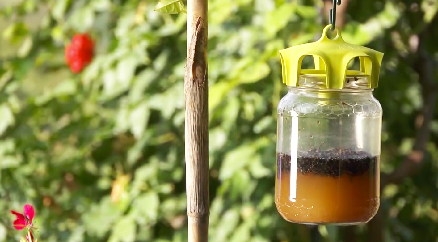 Eco friendly traps for pests: wasps, flies and slugs | Tap Trap