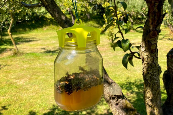 Trappole per insetti che rispettano la biodiversità | Tap Trap