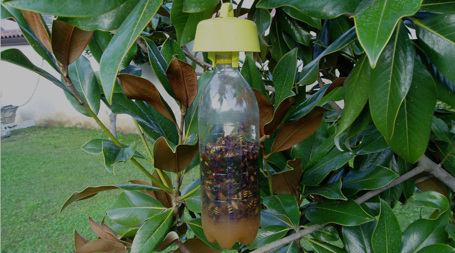 Tap Trap: the eco friendly traps for wasps, flies, slugs and snails