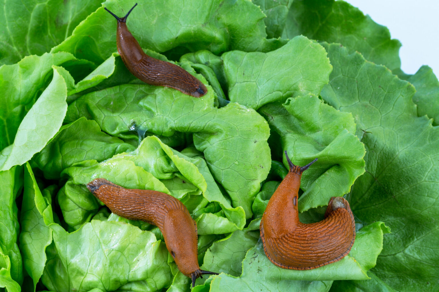 Snail and slug traps: how to grow healthy vegetable gardens