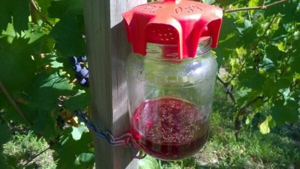 Drosophila Suzukii: le trappole più efficaci Tap Trap