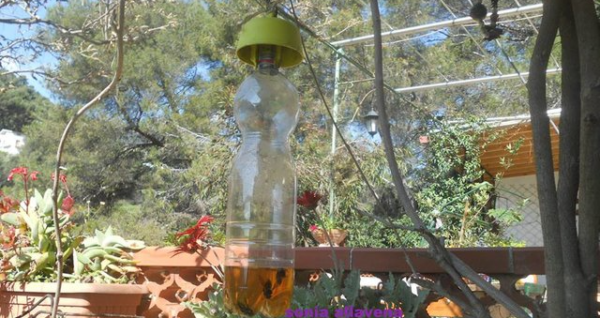 VESPA VELUTINA: THE ECO FRIENDLY TRAPS THAT WORK | Tap Trap