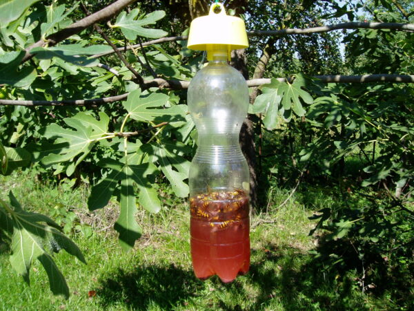 VESPA VELUTINA: THE ECO FRIENDLY TRAPS THAT WORK | Tap Trap