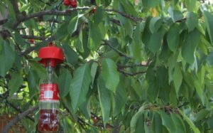 Drosophila Suzukii: le trappole più efficaci Tap Trap