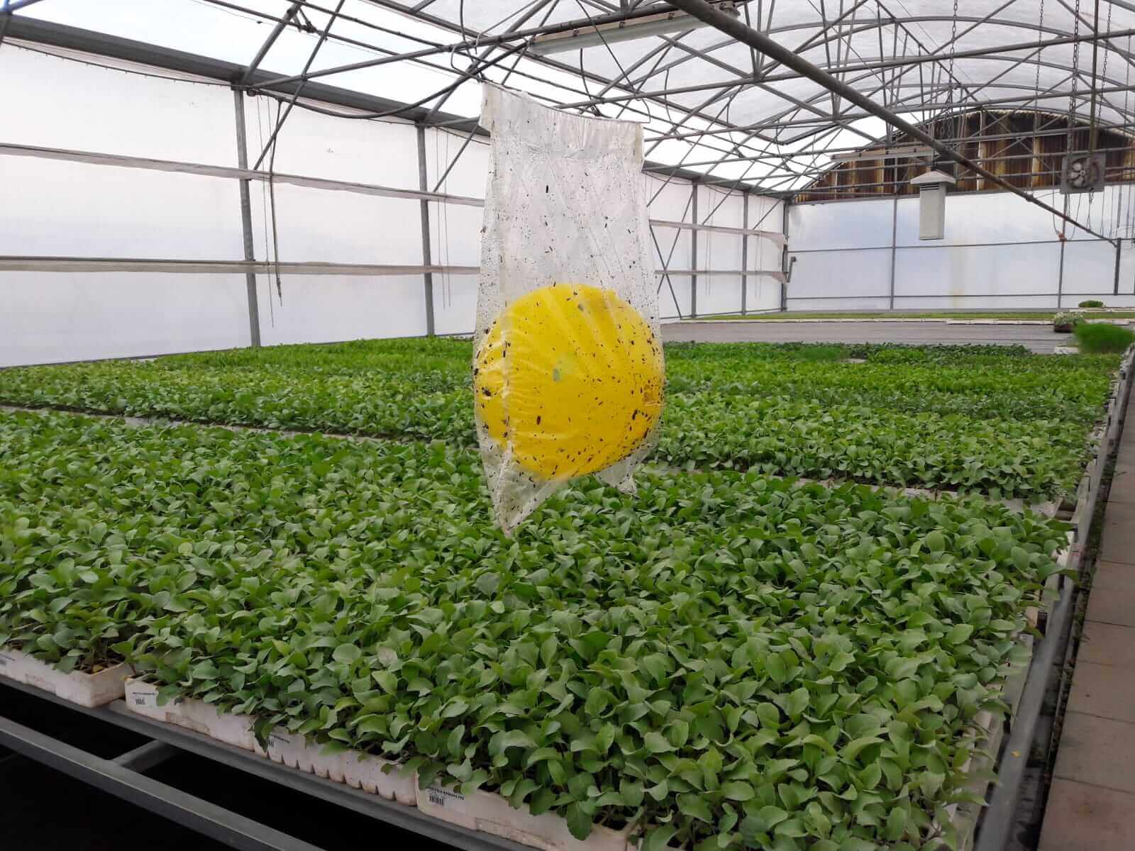 Trappola a colla per insetti: come usarla nella serra Tap Trap