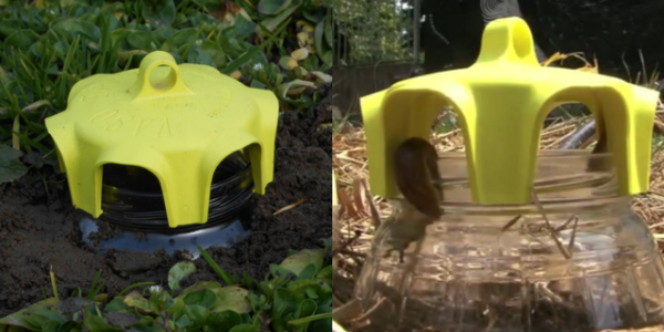 THE NATURAL METHOD AGAINST FLIES: VASO TRAP | Tap Trap