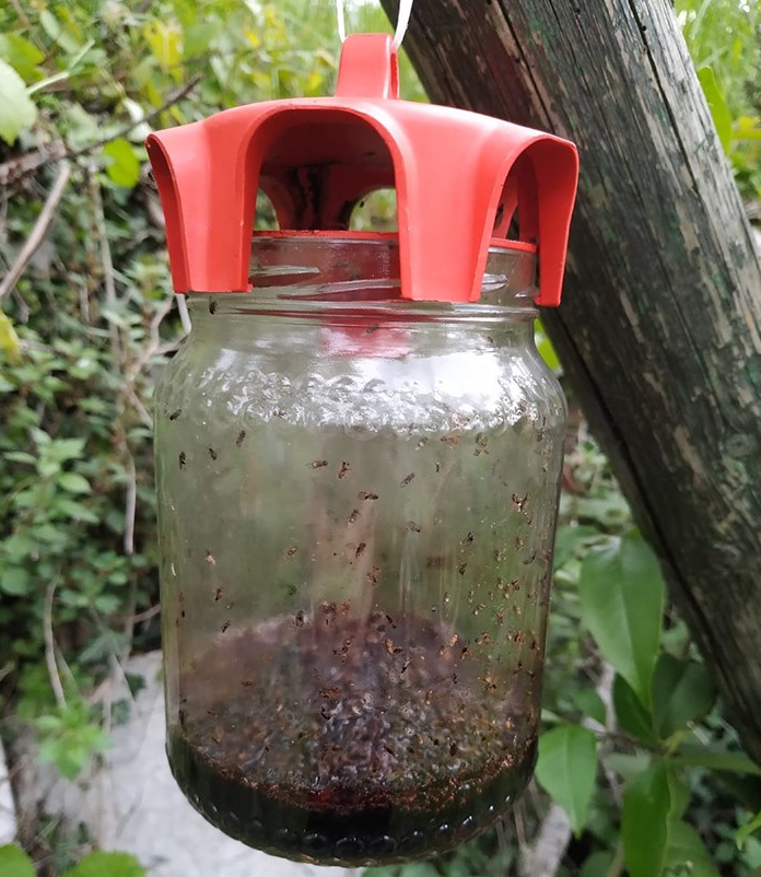 Trap for Drosophila Suzukii Red Tap Trap | Tap Trap