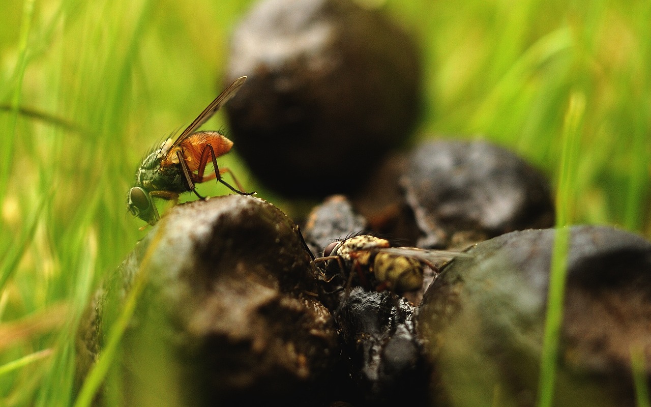 GUIDE DES INSECTES VOLANTS NUISIBLES | Tap Trap