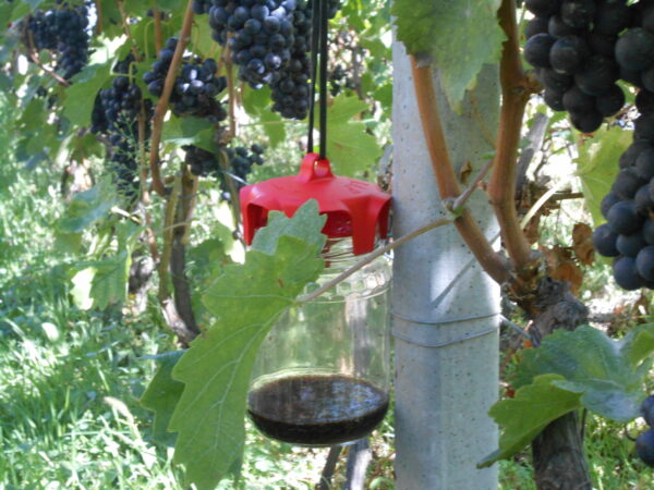 Selective trap for Drosophila Suzukii Red Vaso Trap | Tap Trap