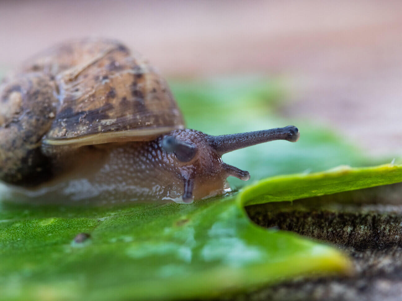 How to Get Rid of Snails | Tap Trap